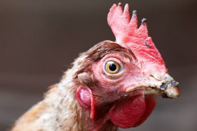 Do Chickens Have Feelings, Emotions, and Sentience? - Backyard Poultry